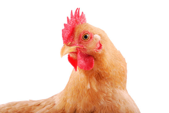 What Does Certified Humane Mean? | D'Arcy's Meat Market